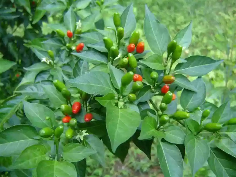 Kanthari Chilli: Health Benefits, Uses, and More - The Comprehensive G ...