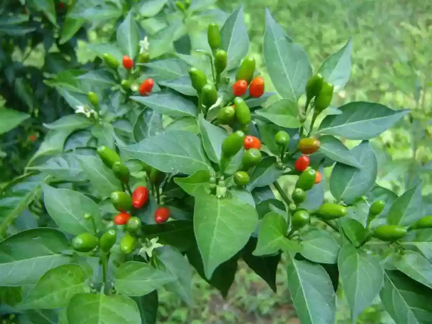 Kanthari Chilli: Health Benefits, Uses, and More - The Comprehensive G ...